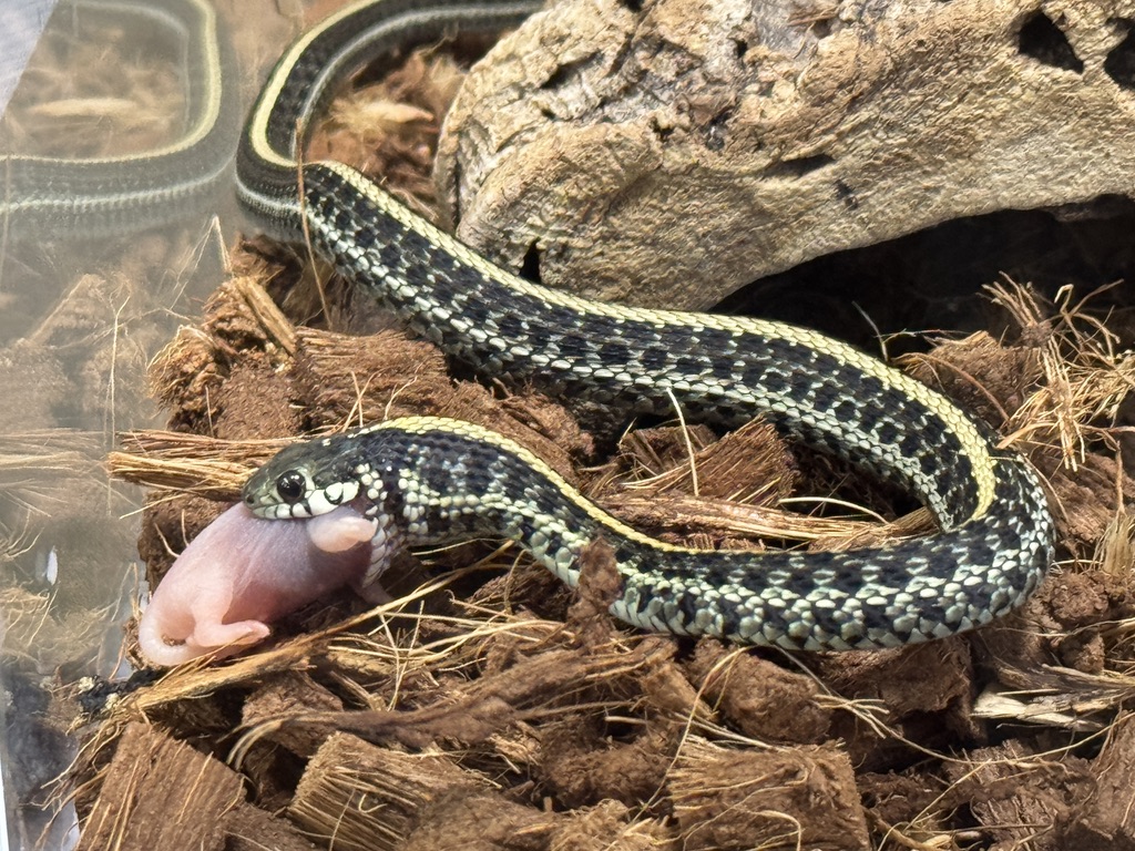 🐍 プレーンズガータースネーク（Thamnophis radix）の生態と耐寒性 ― 野生理解を基盤とした繁殖志向型飼育戦略 ―｜たなブリードラボ